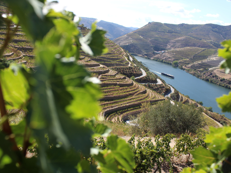 Os vinhos e os encantos do Douro - The Wine School Brasil