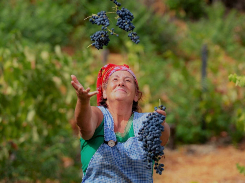Bairrada: terra da uva Baga e de muitos encantos - The Wine School Brasil